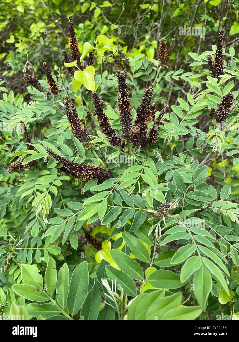 false indigo bush (Amorpha fruticosa Stock Photo - Alamy