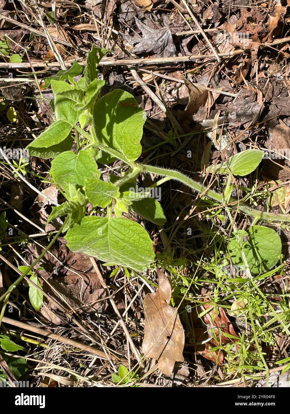 Physalis heterophylla hi-res stock photography and images - Alamy
