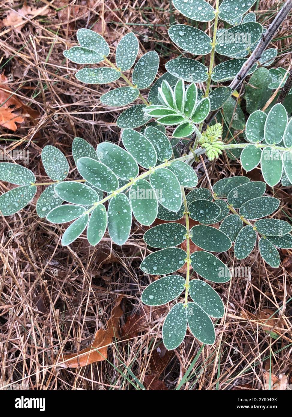 Lindheimer's Senna (Senna lindheimeriana Stock Photo - Alamy