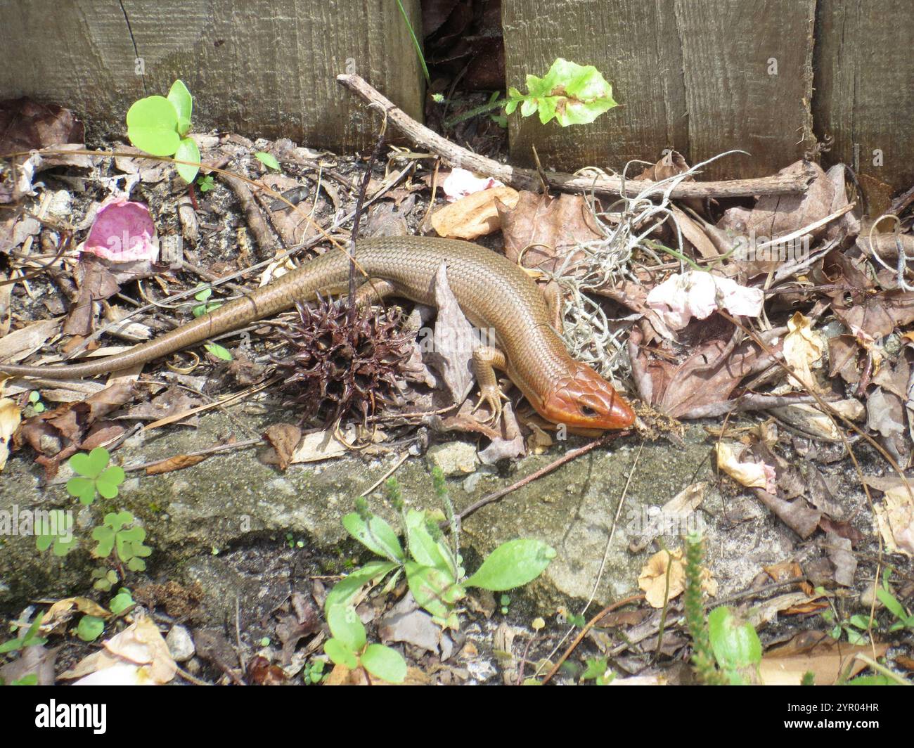 Broad-headed Skink (Plestiodon laticeps Stock Photo - Alamy