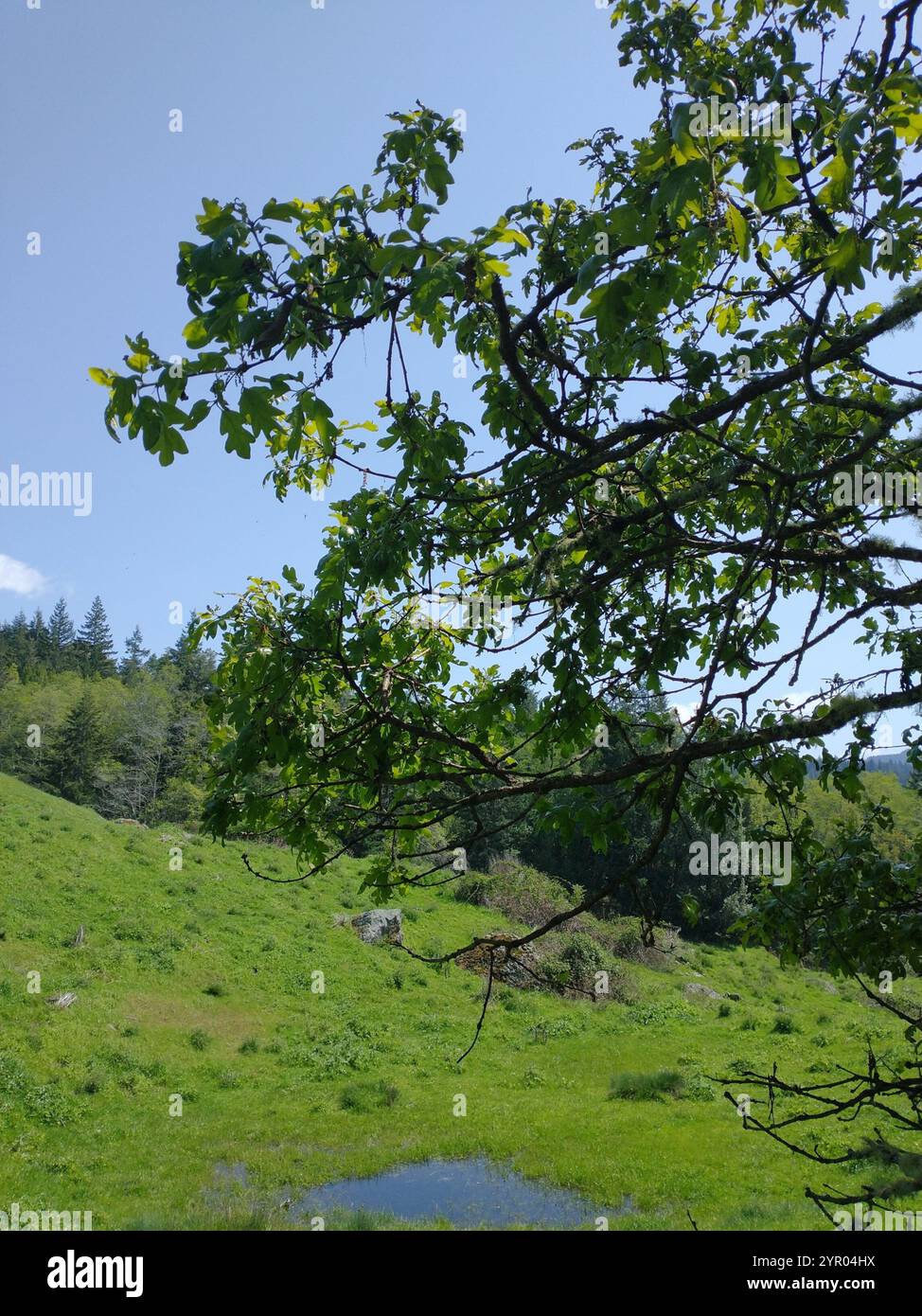 Oregon oak (Quercus garryana Stock Photo - Alamy