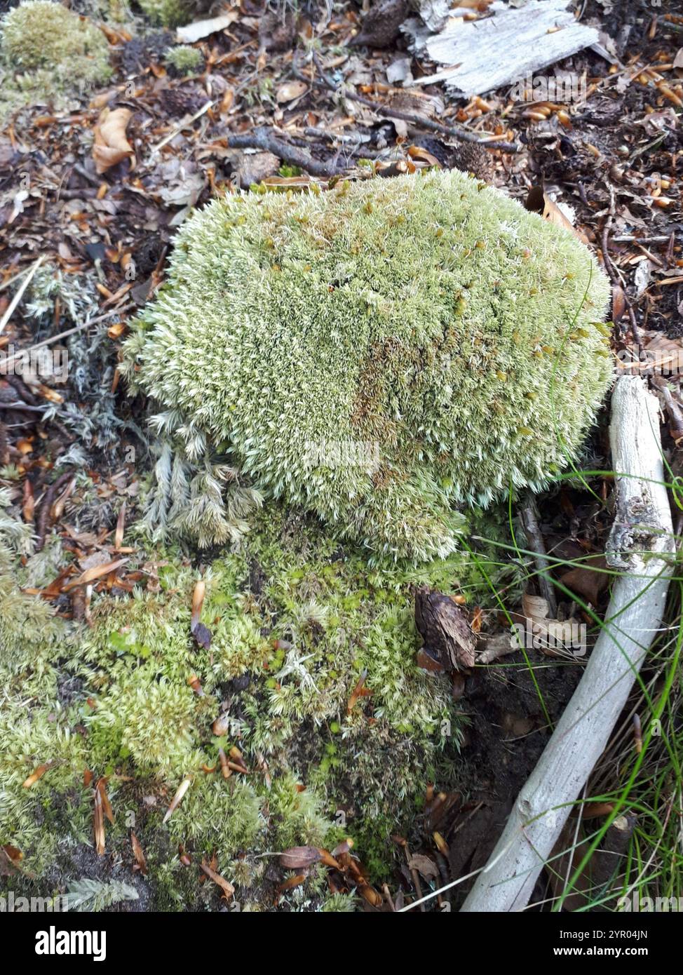 Pincushion Moss (Leucobryum glaucum Stock Photo - Alamy