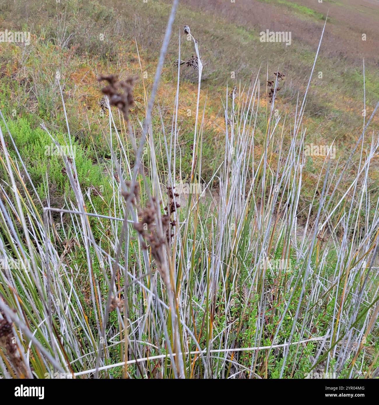 Southwestern Spiny Rush (Juncus acutus leopoldii Stock Photo - Alamy