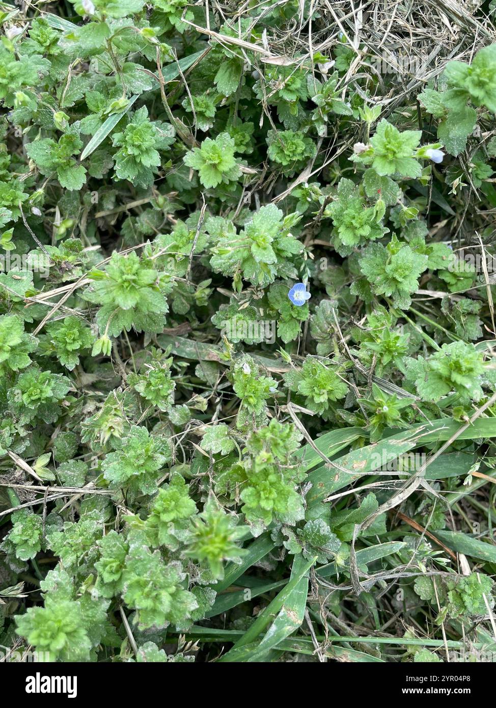 bird's-eye speedwell (Veronica persica Stock Photo - Alamy
