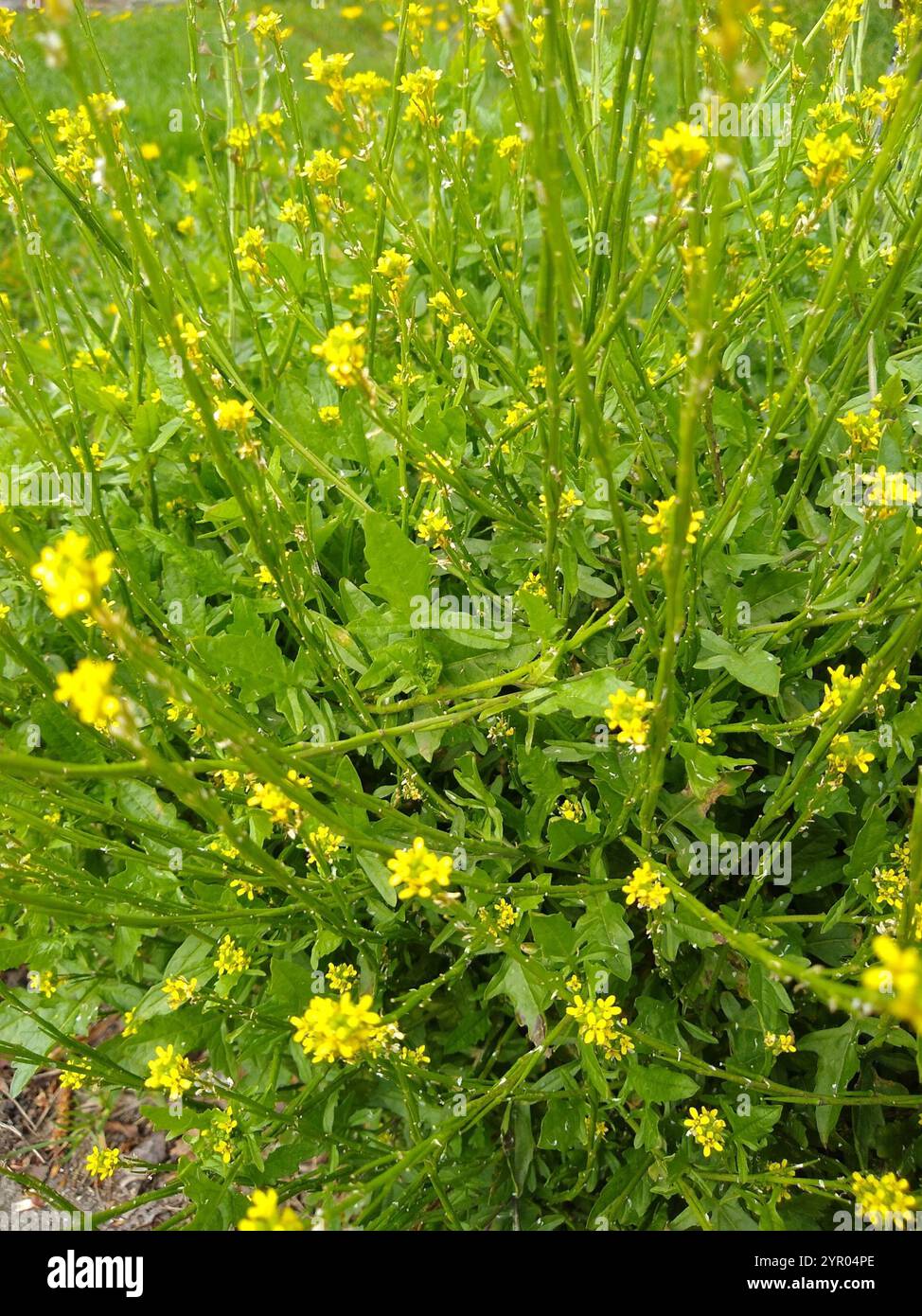 Hedge mustard (Sisymbrium officinale Stock Photo - Alamy