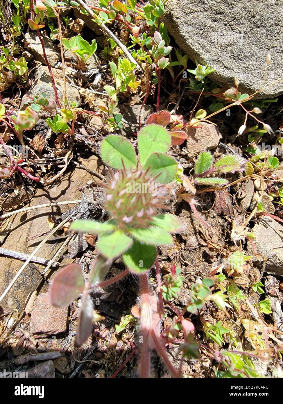 Rose Clover (Trifolium hirtum Stock Photo - Alamy