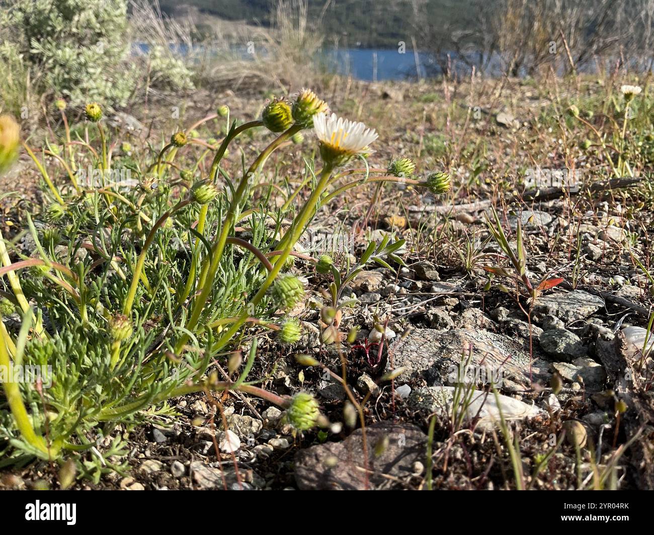 cut-leaf fleabane (Erigeron compositus Stock Photo - Alamy