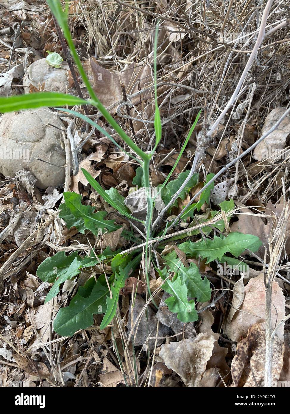Rush Skeletonweed (Chondrilla juncea Stock Photo - Alamy