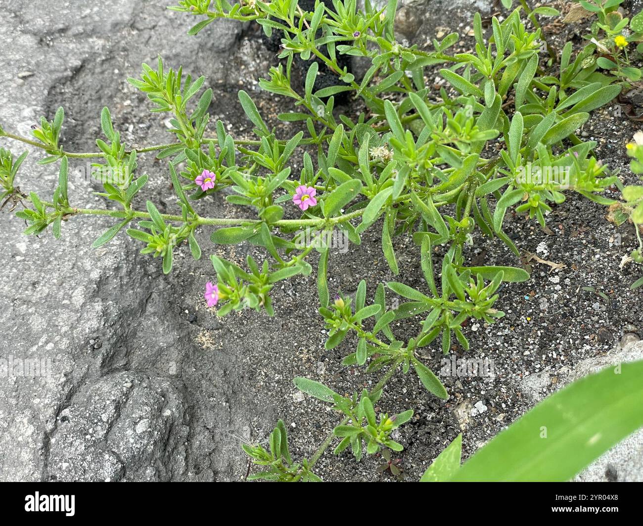 seaside petunia (Calibrachoa parviflora Stock Photo - Alamy