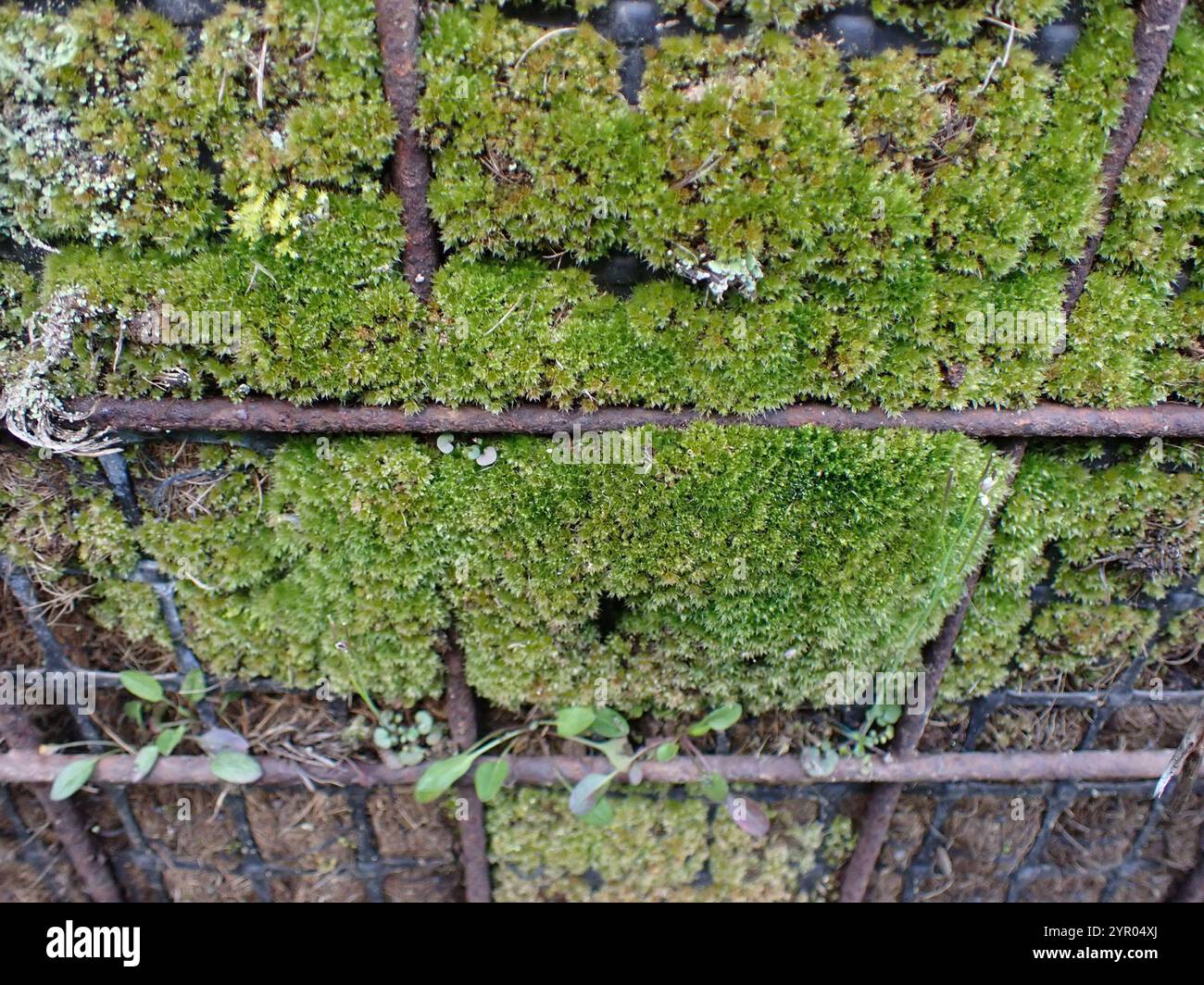 Capillary Thread-moss (Ptychostomum capillare Stock Photo - Alamy