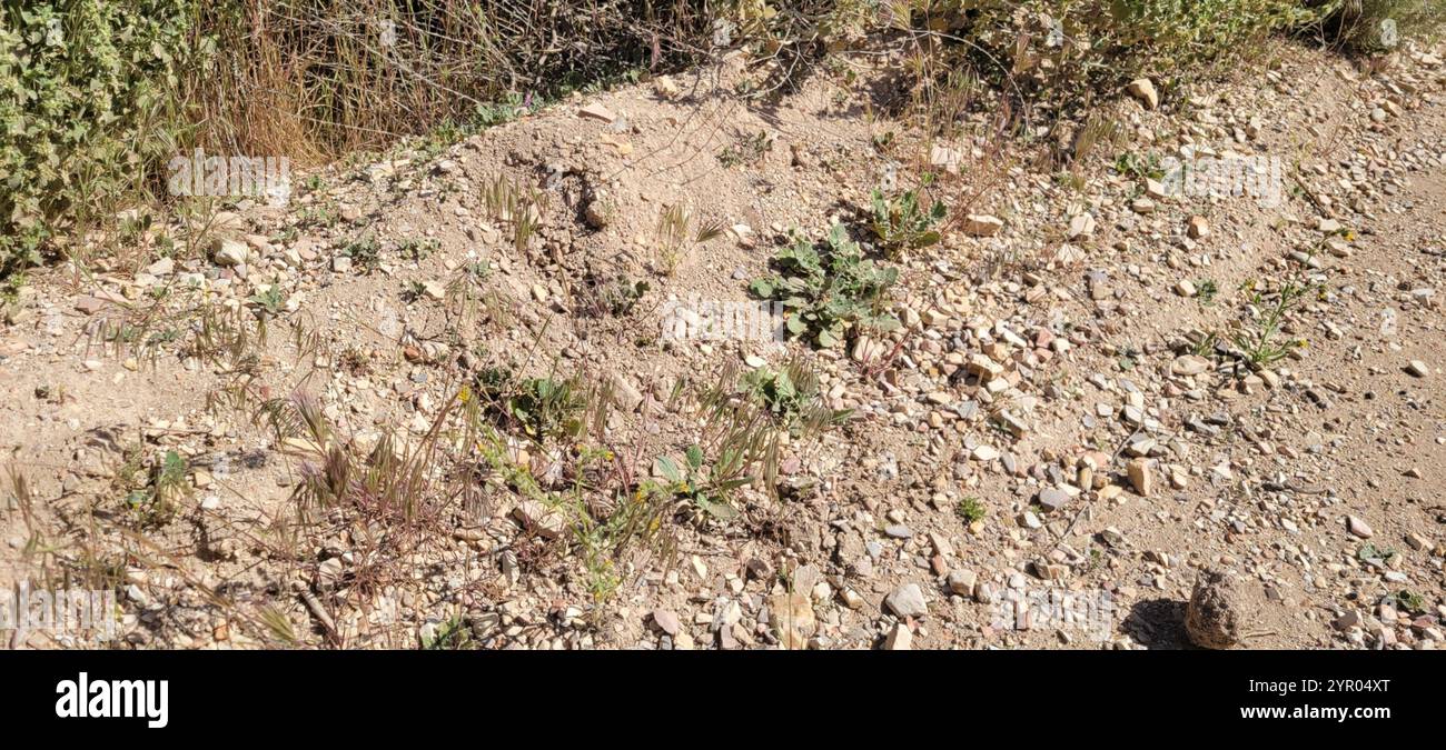 Cheatgrass (Bromus tectorum Stock Photo - Alamy
