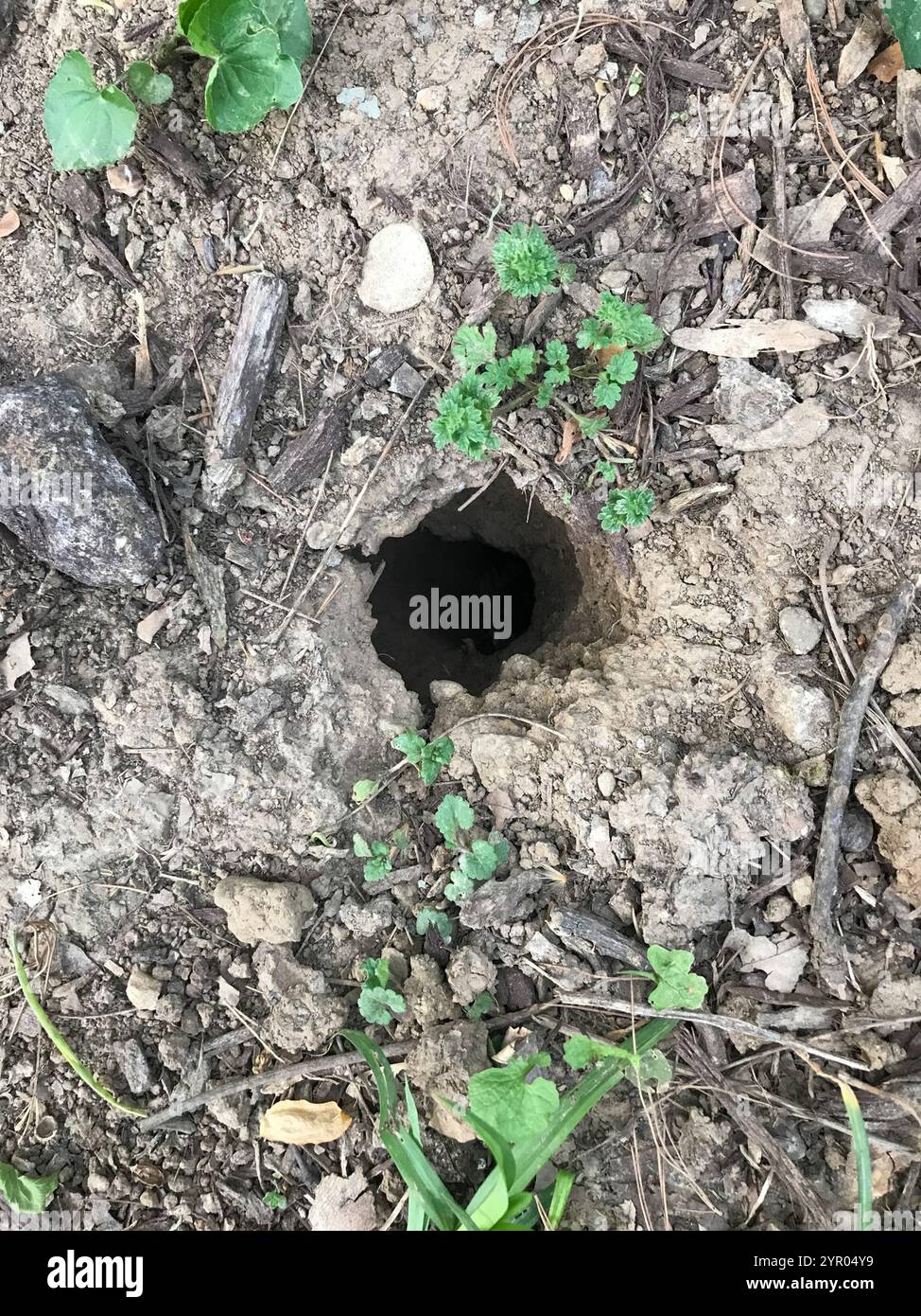 Eastern Mole (Scalopus aquaticus Stock Photo - Alamy