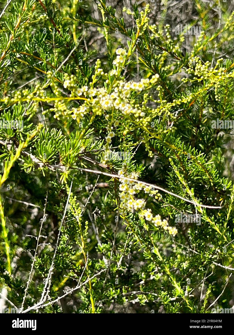 chamise (Adenostoma fasciculatum Stock Photo - Alamy