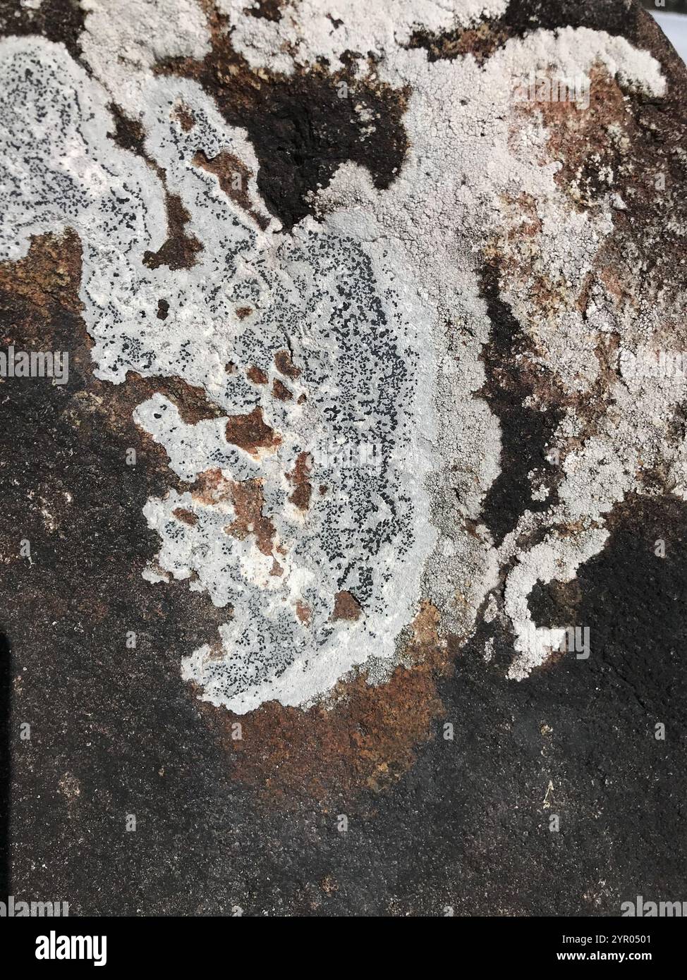 Concentric boulder lichen hi-res stock photography and images - Alamy