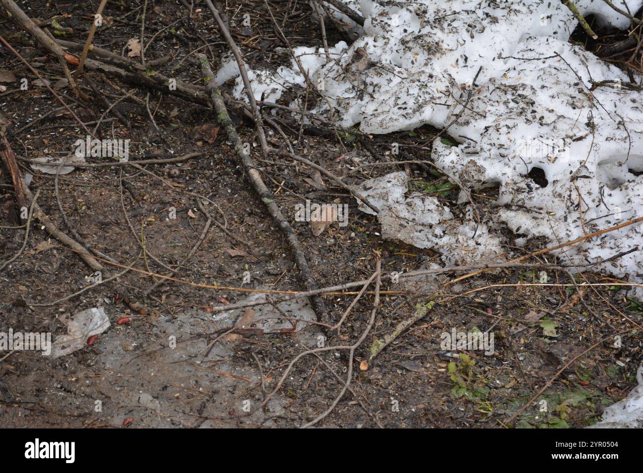 Striped Field Mouse (Apodemus agrarius Stock Photo - Alamy