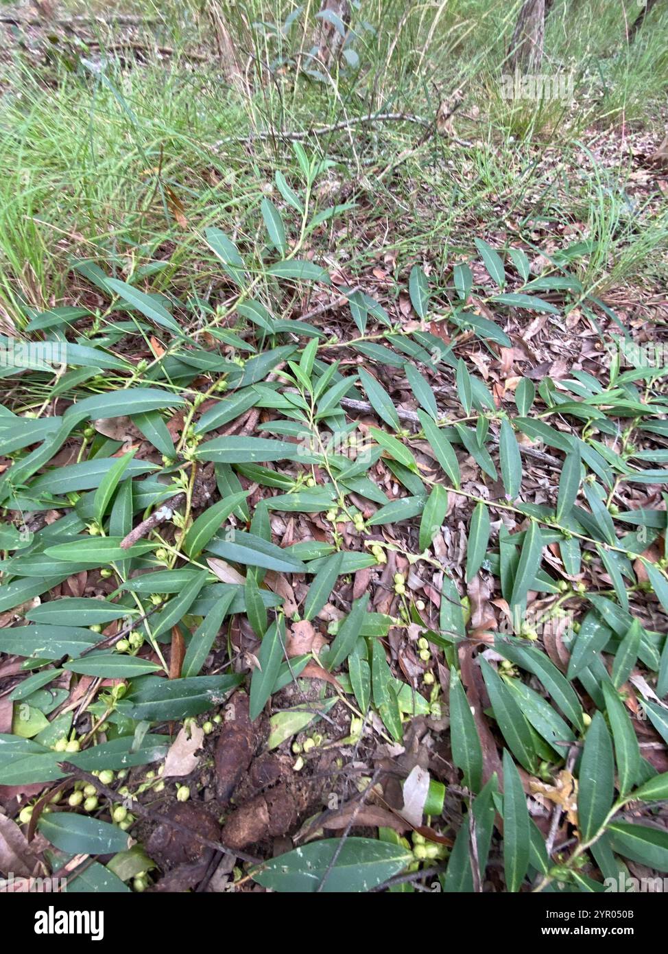 Winter Apple (Eremophila debilis Stock Photo - Alamy
