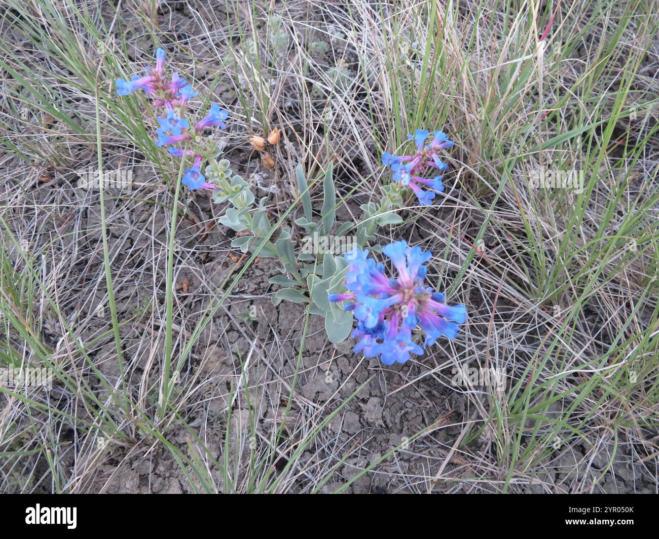 Wax-leaf Beardtongue (Penstemon nitidus Stock Photo - Alamy