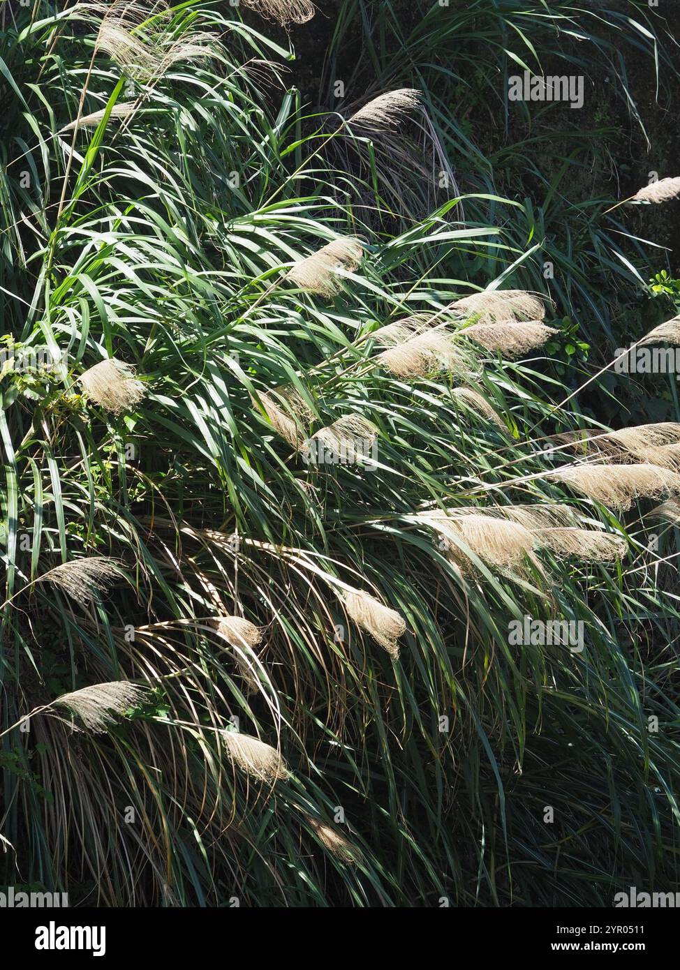 Chinese silver grass (Miscanthus sinensis Stock Photo - Alamy