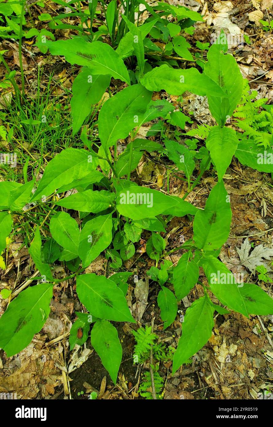 American jumpseed (Persicaria virginiana Stock Photo - Alamy