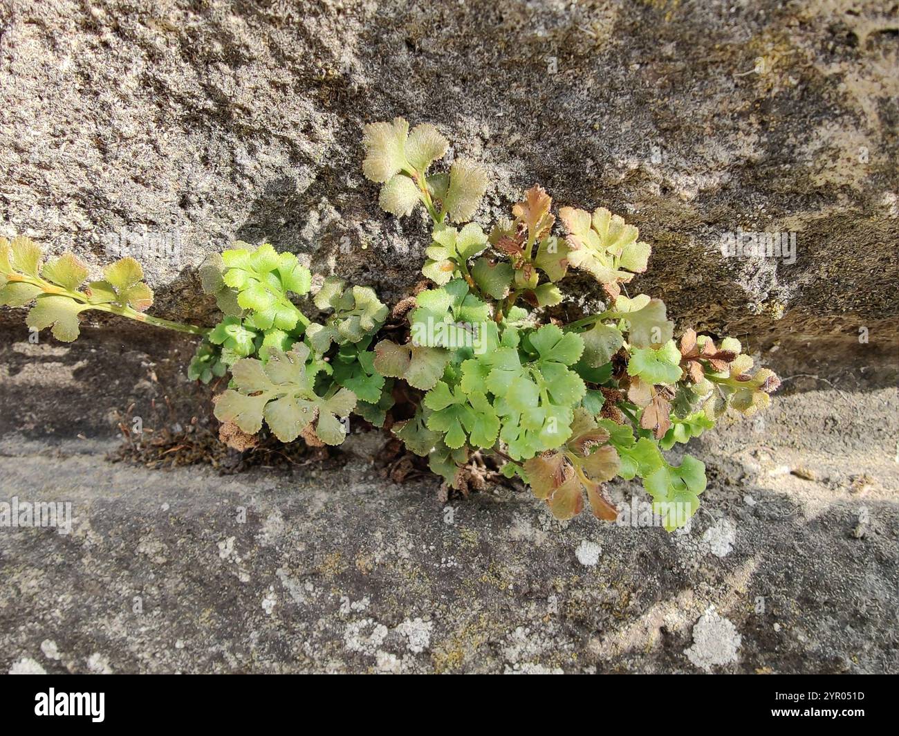 wall-rue (Asplenium ruta-muraria Stock Photo - Alamy