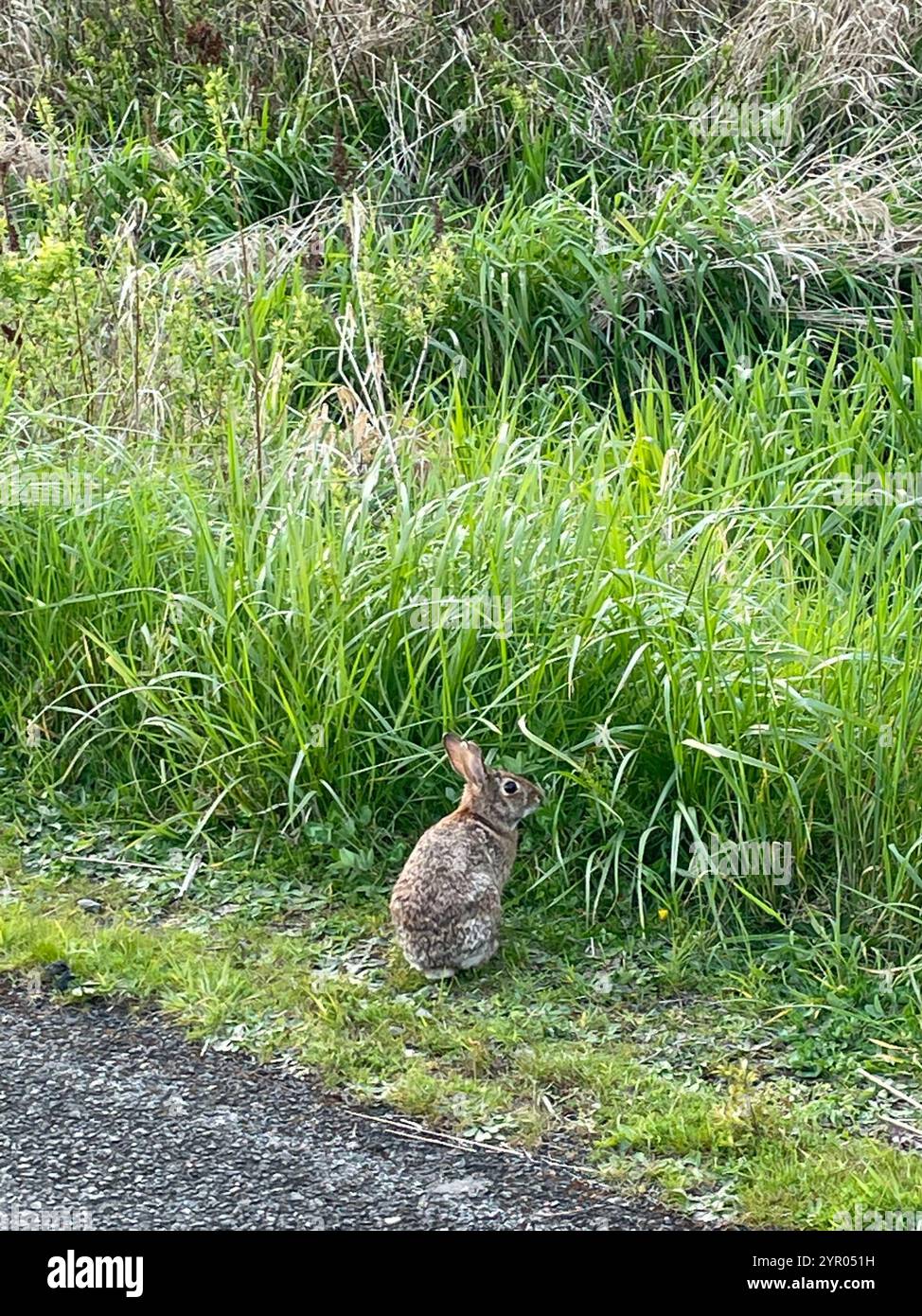 Cottontail Rabbits (Sylvilagus Stock Photo - Alamy