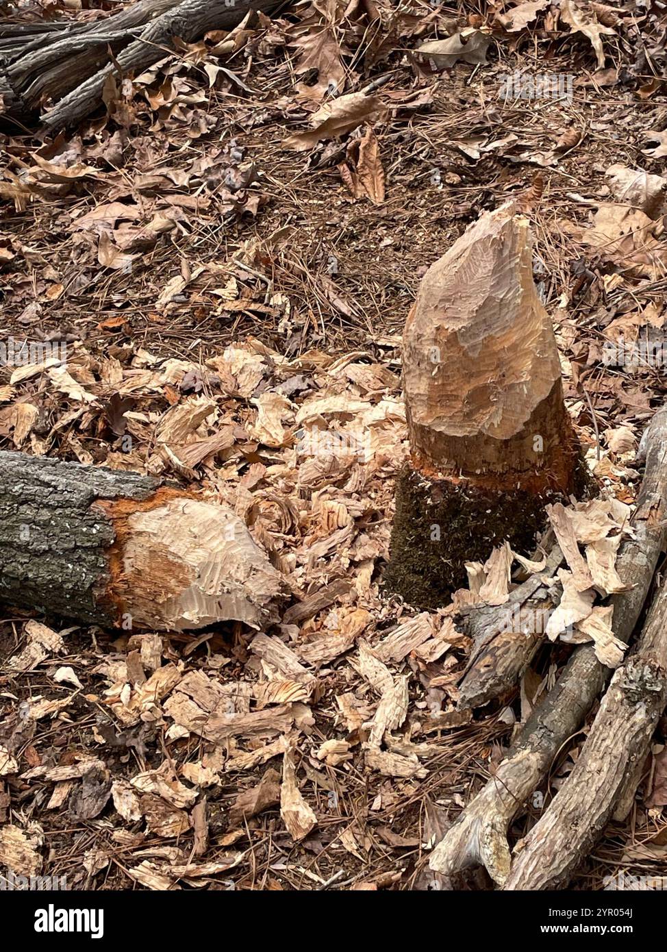 Carolina Beaver (Castor canadensis carolinensis Stock Photo - Alamy