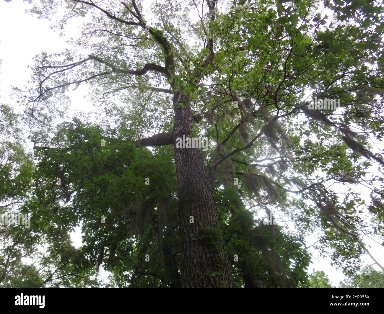 southern red oak (Quercus falcata Stock Photo - Alamy