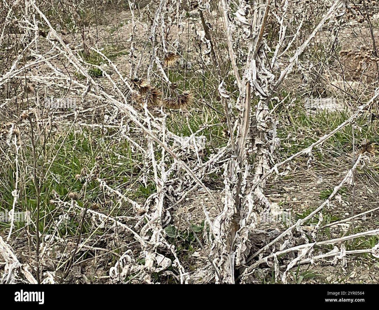 cotton thistle (Onopordum acanthium Stock Photo - Alamy