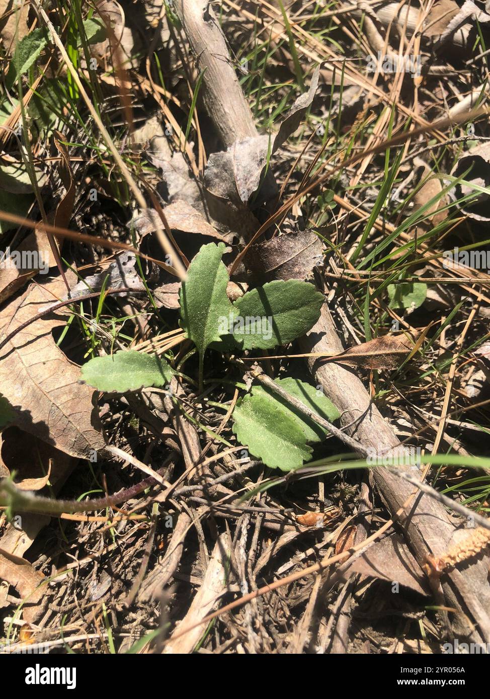 common balsam ragwort (Packera paupercula paupercula Stock Photo - Alamy
