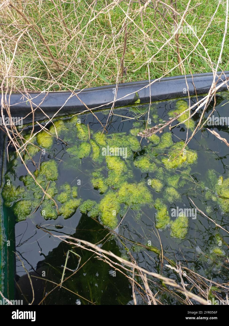 green algae (Chlorophyta Stock Photo - Alamy
