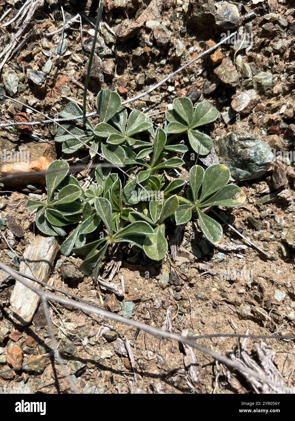 Indian breadroot hi-res stock photography and images - Alamy