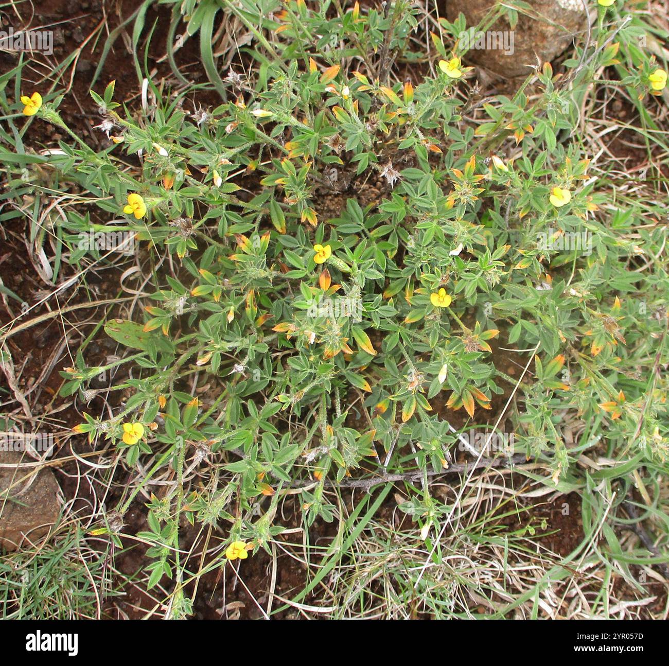 Wild Lucerne (Stylosanthes fruticosa Stock Photo - Alamy