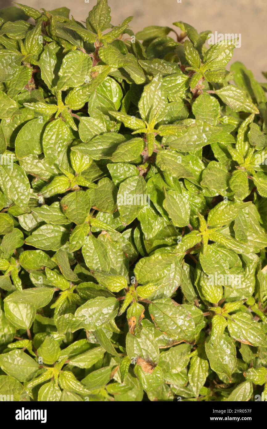 pellitory-of-the-wall (Parietaria judaica Stock Photo - Alamy