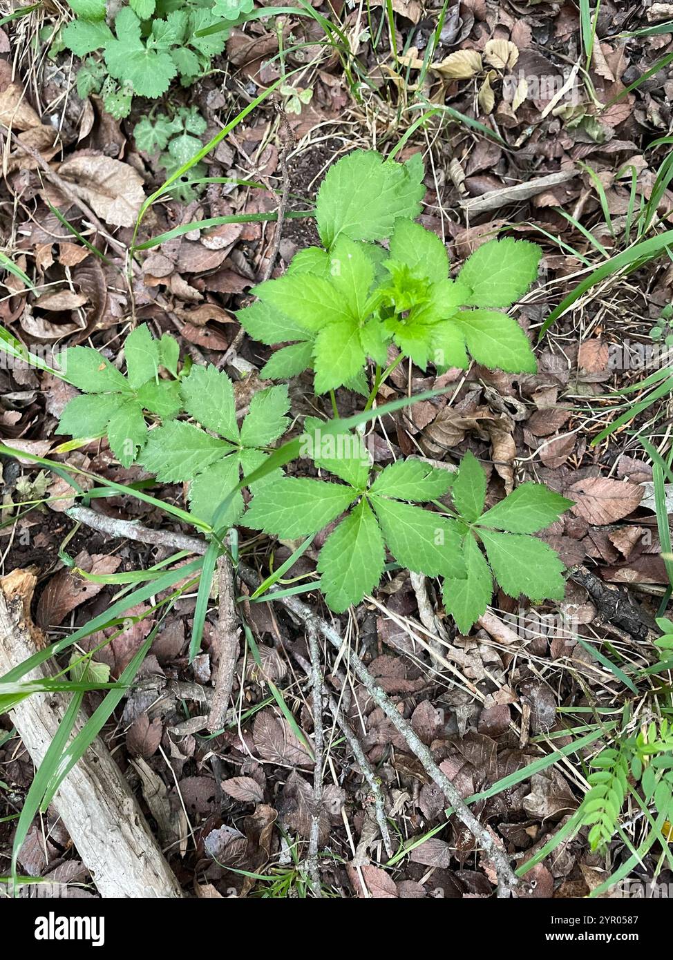 Black Snakeroot (Sanicula canadensis Stock Photo - Alamy