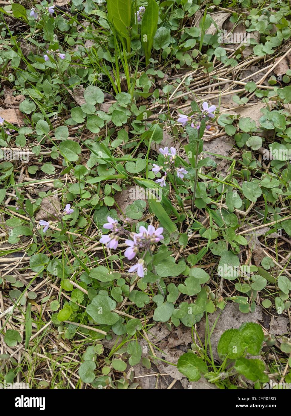 Purple Cress (Cardamine douglassii Stock Photo - Alamy