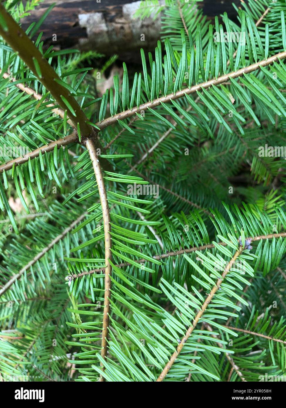 grand fir (Abies grandis Stock Photo - Alamy