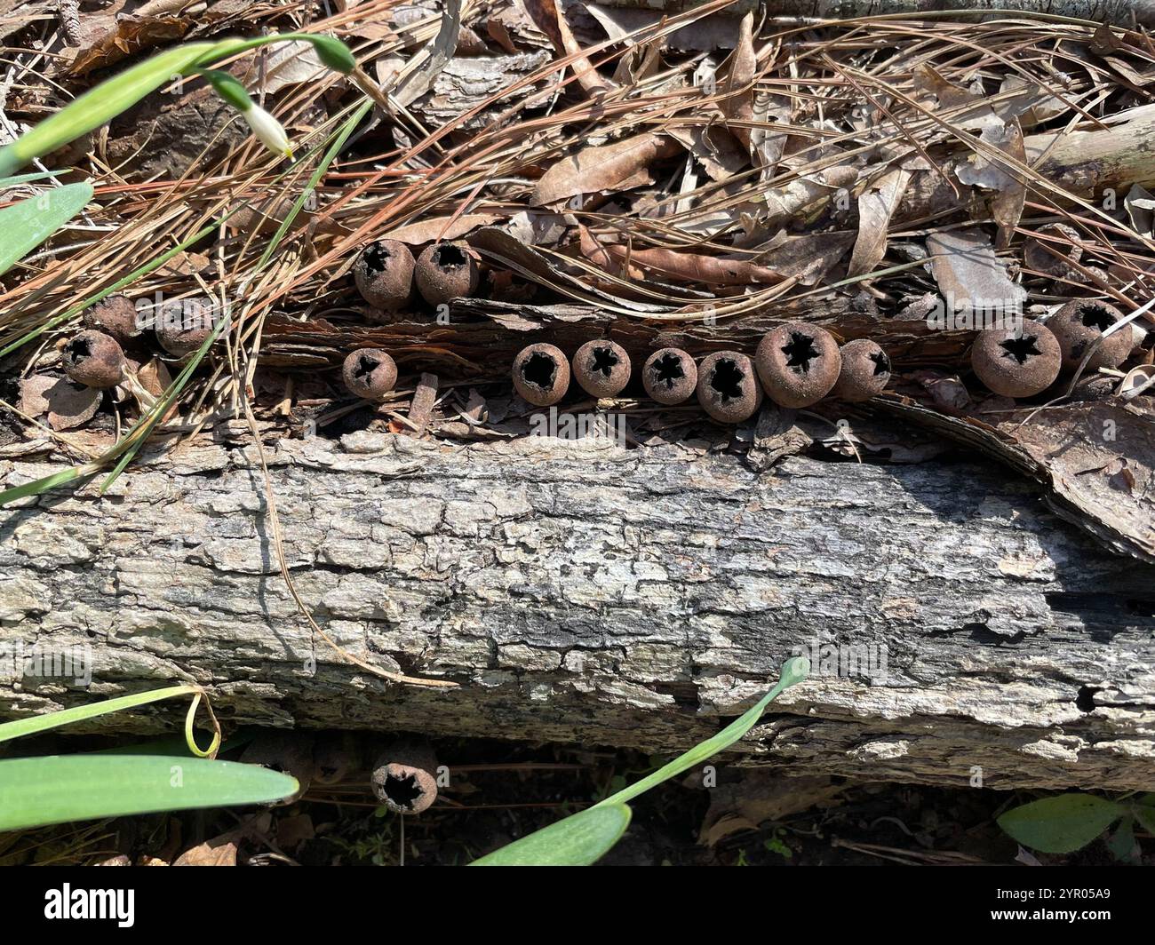 devil's urn (Urnula craterium Stock Photo - Alamy