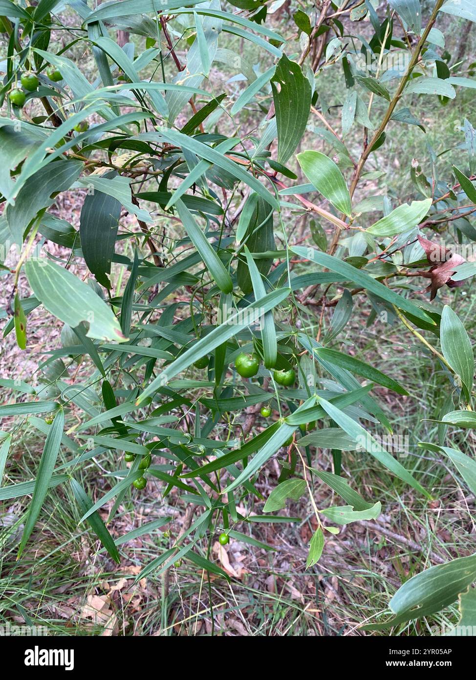 Wombat Berry (Eustrephus latifolius Stock Photo - Alamy