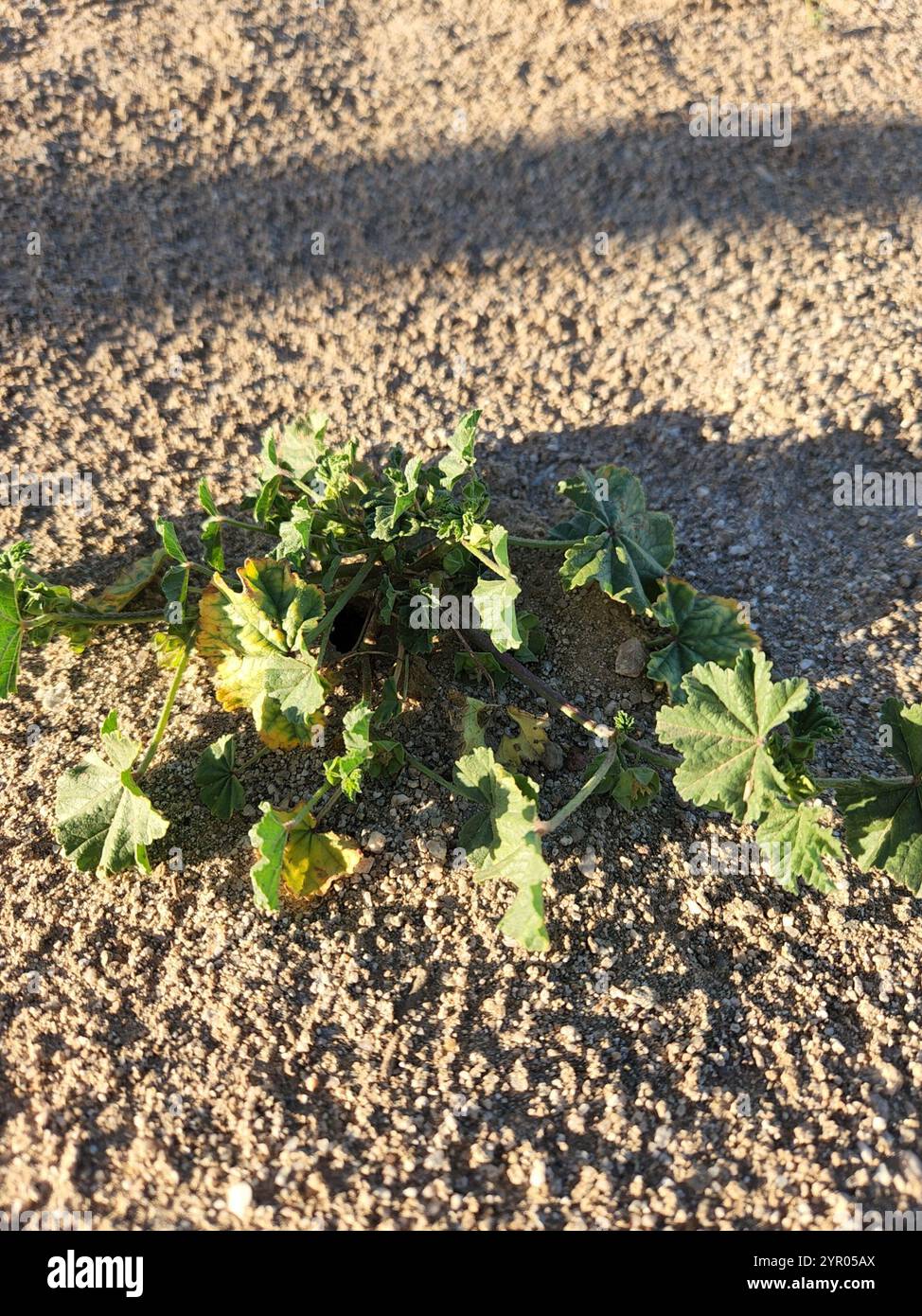 cheeseweed mallow (Malva parviflora Stock Photo - Alamy