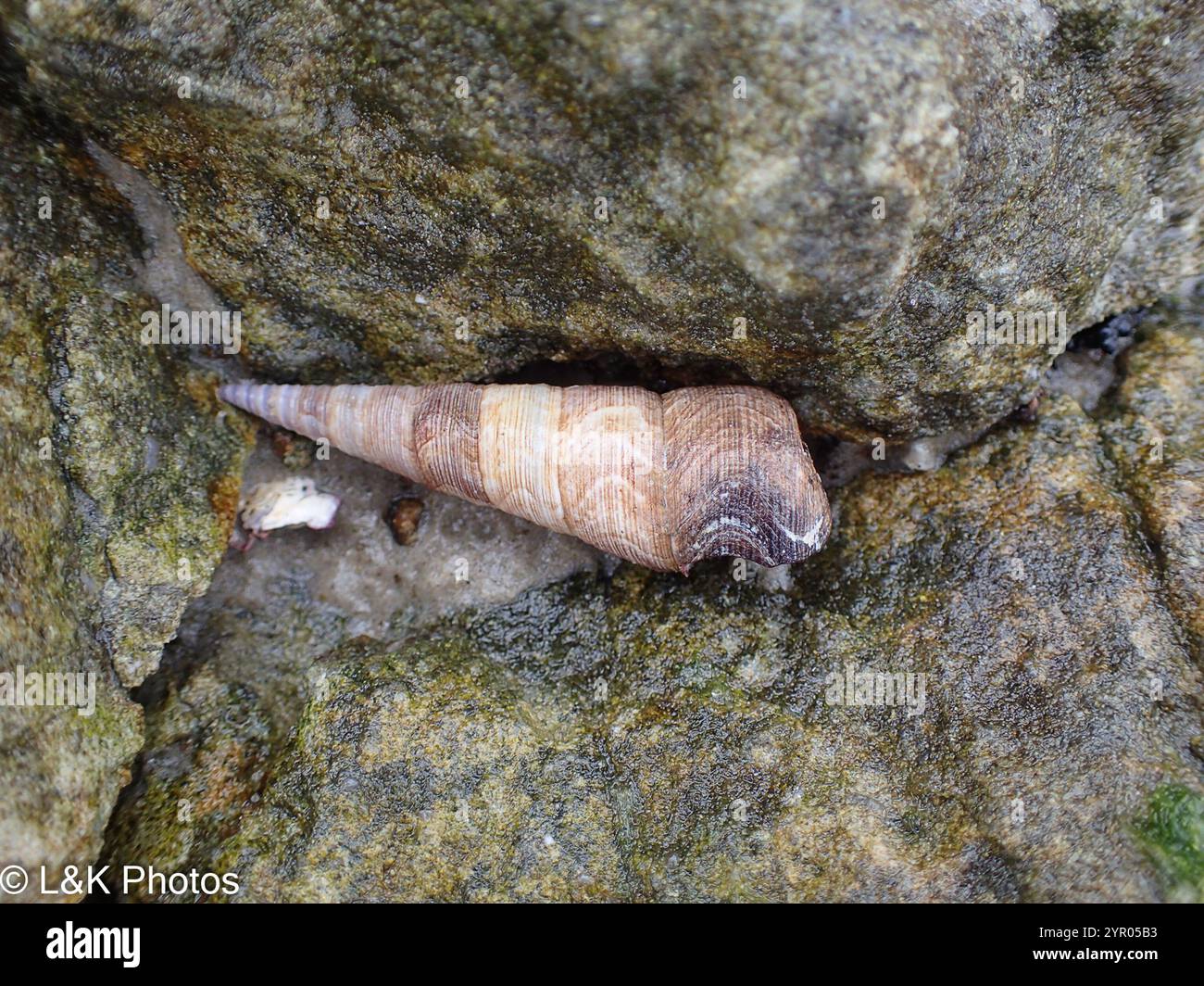 Turret Shell (Maoricolpus roseus Stock Photo - Alamy