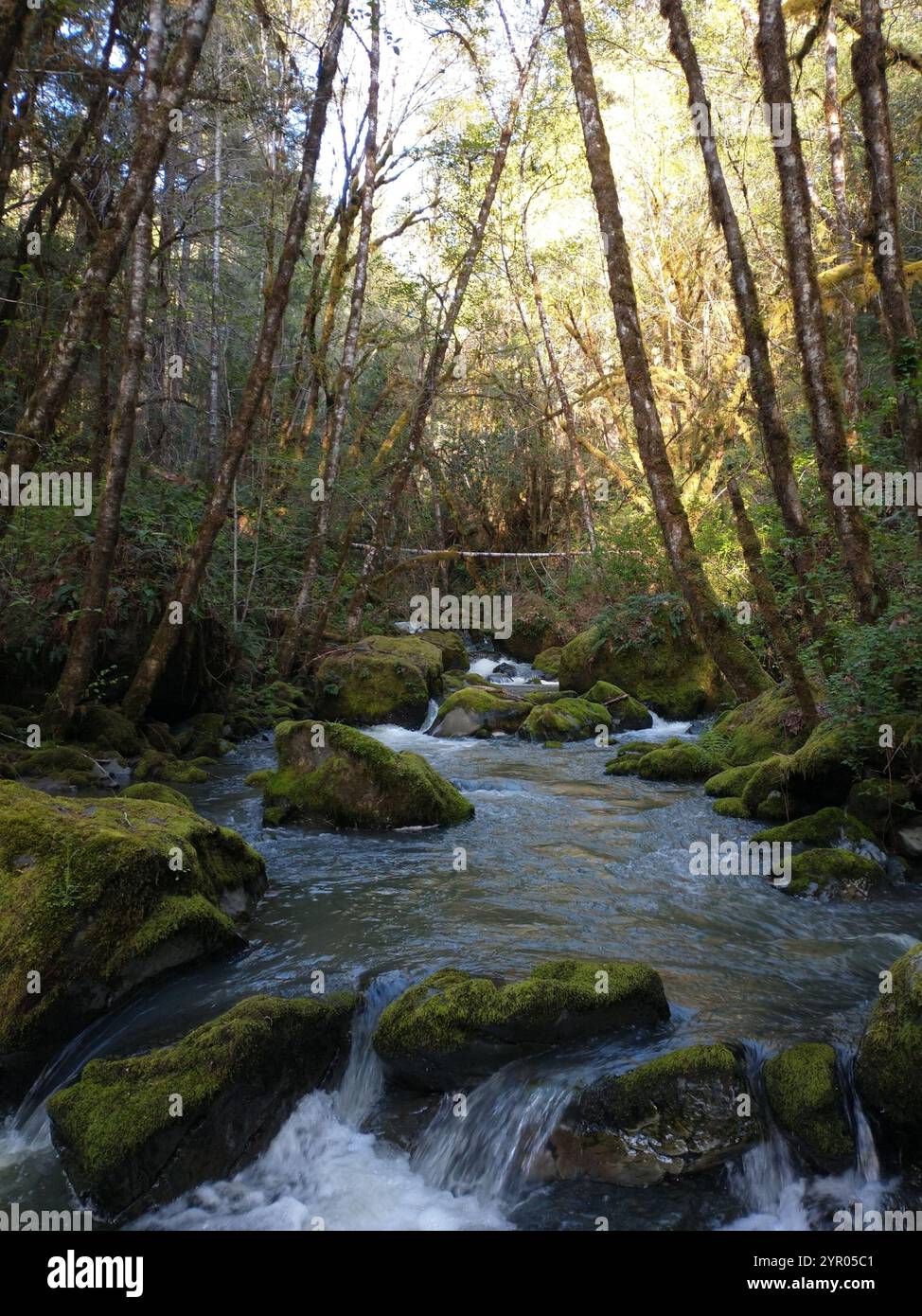 Red Alder (Alnus rubra Stock Photo - Alamy