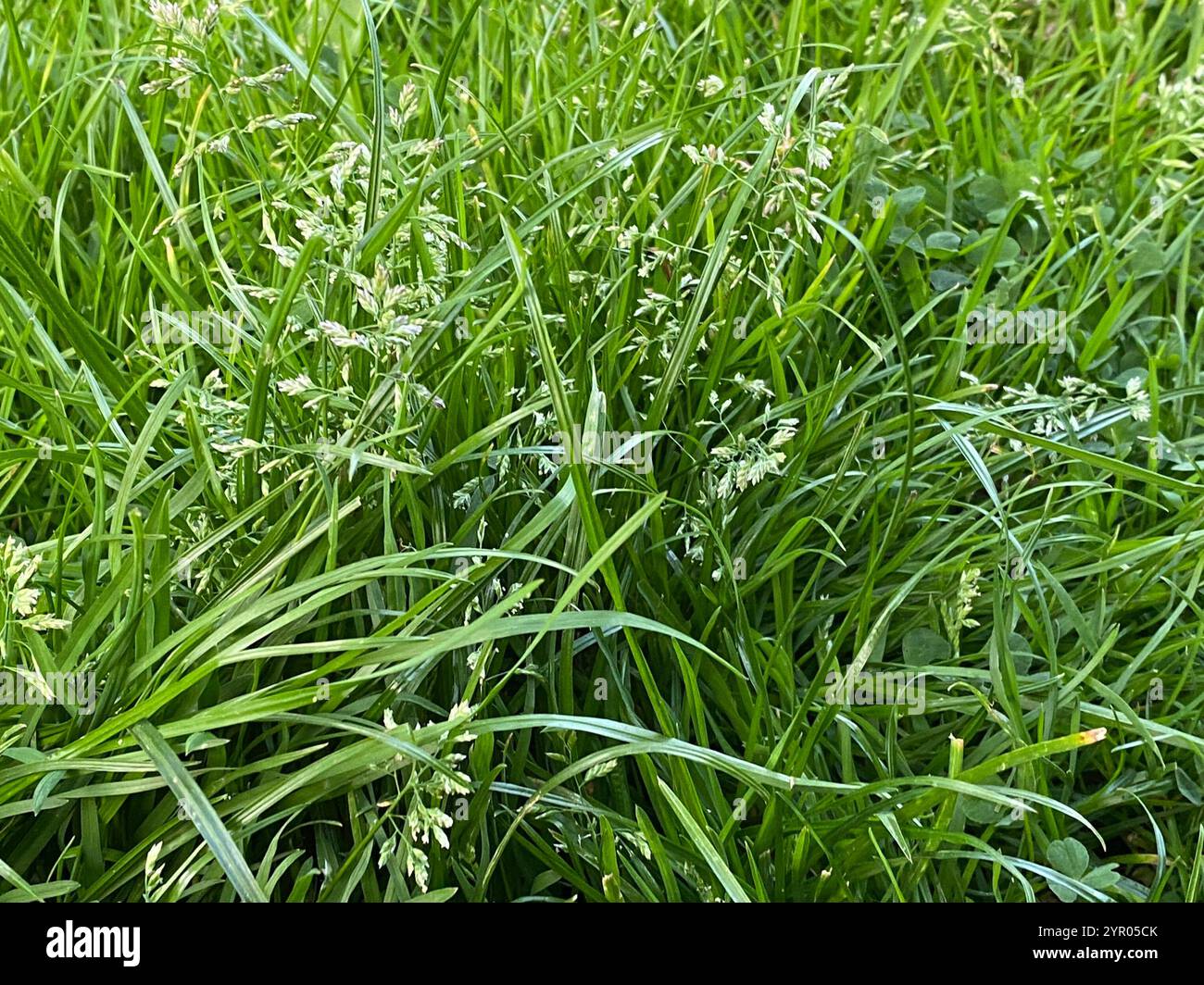 Annual Meadow-grass (Poa annua Stock Photo - Alamy