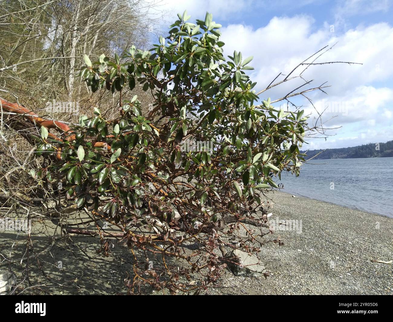Pacific madrone (Arbutus menziesii Stock Photo - Alamy