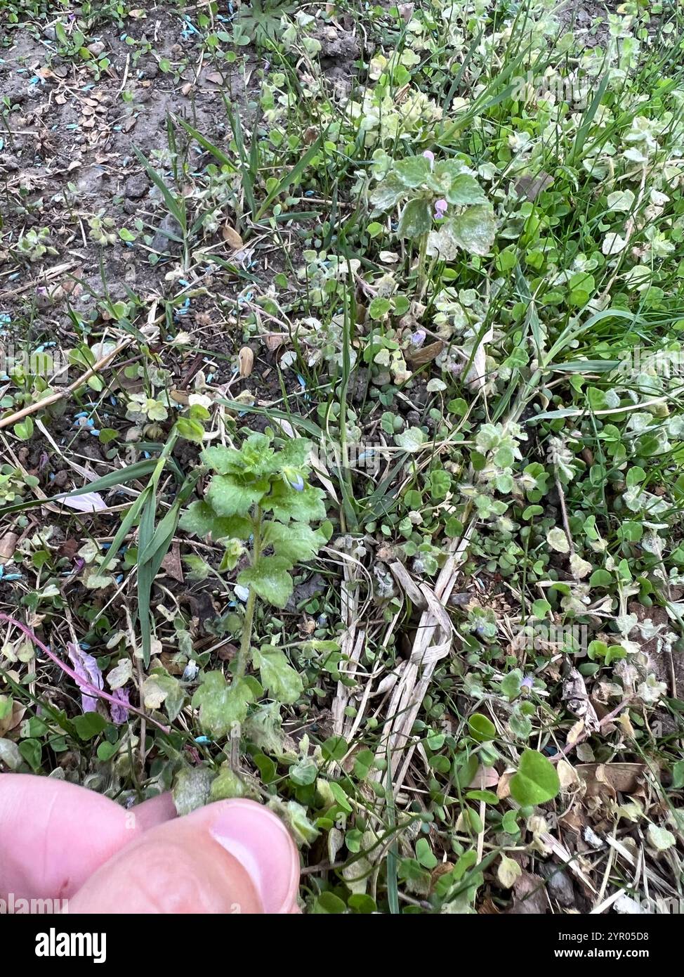 bird's-eye speedwell (Veronica persica Stock Photo - Alamy