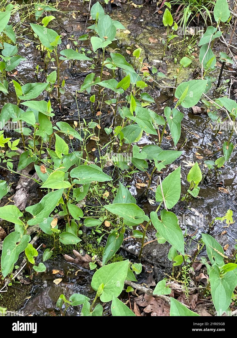 lizard's tail (Saururus cernuus Stock Photo - Alamy