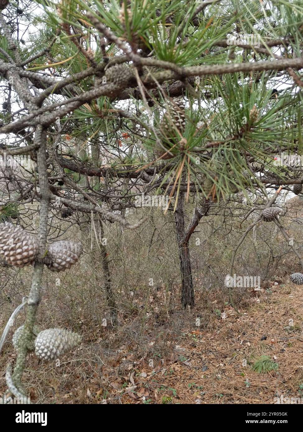 pitch pine (Pinus rigida Stock Photo - Alamy