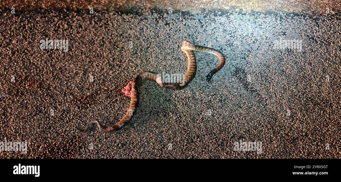 Black-headed Python (Aspidites melanocephalus Stock Photo - Alamy