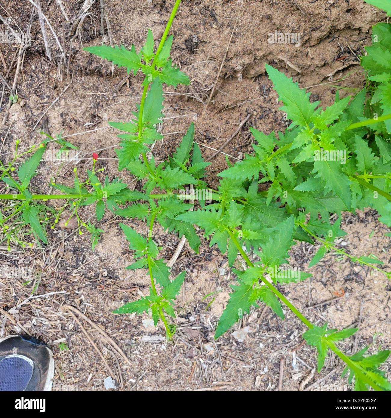 California beeplant (Scrophularia californica Stock Photo - Alamy