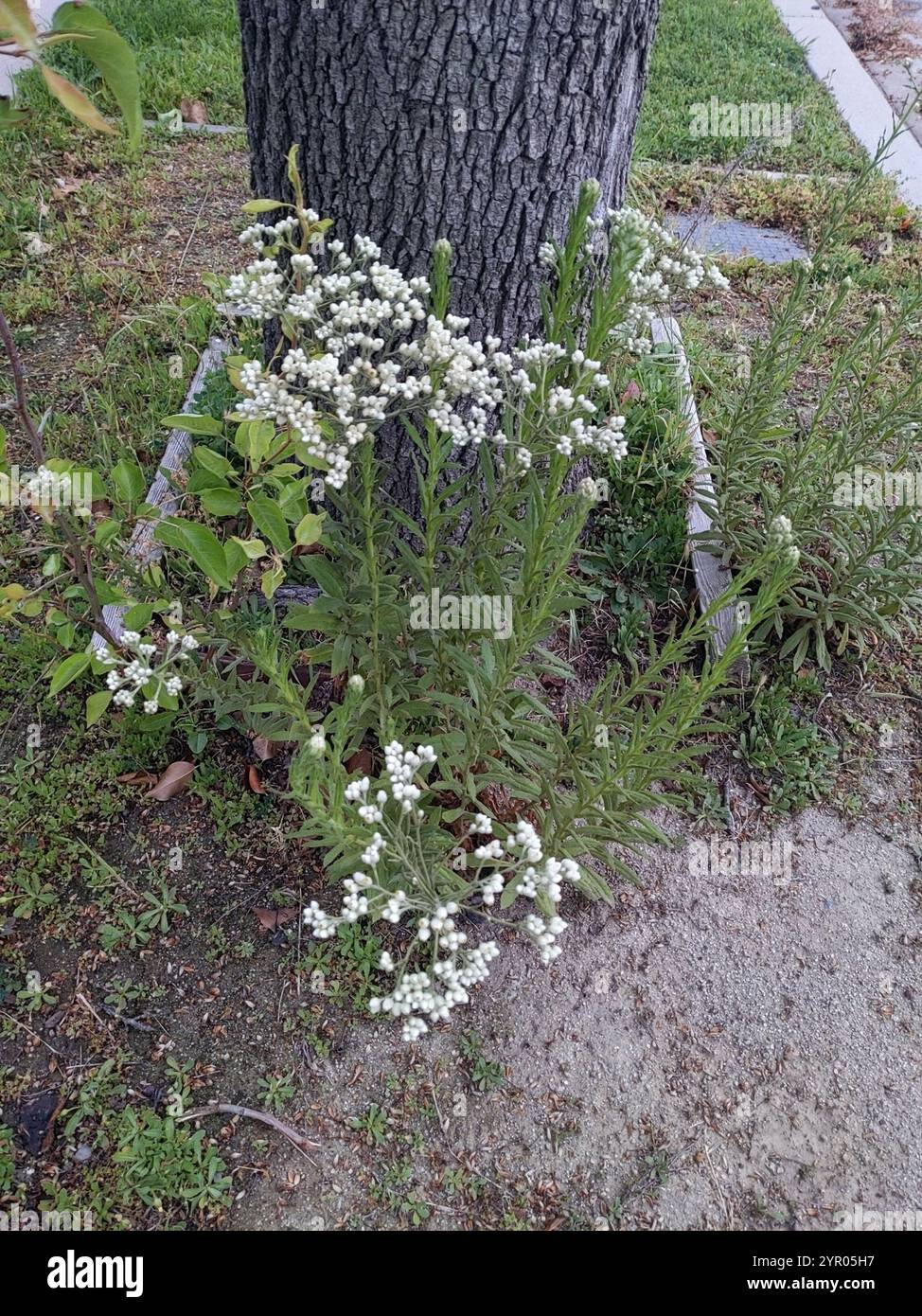 California cudweed (Pseudognaphalium californicum Stock Photo - Alamy