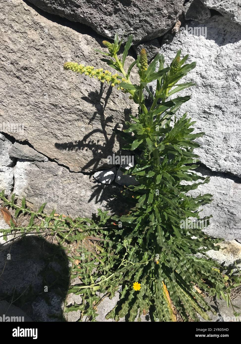 Weld (Reseda luteola Stock Photo - Alamy